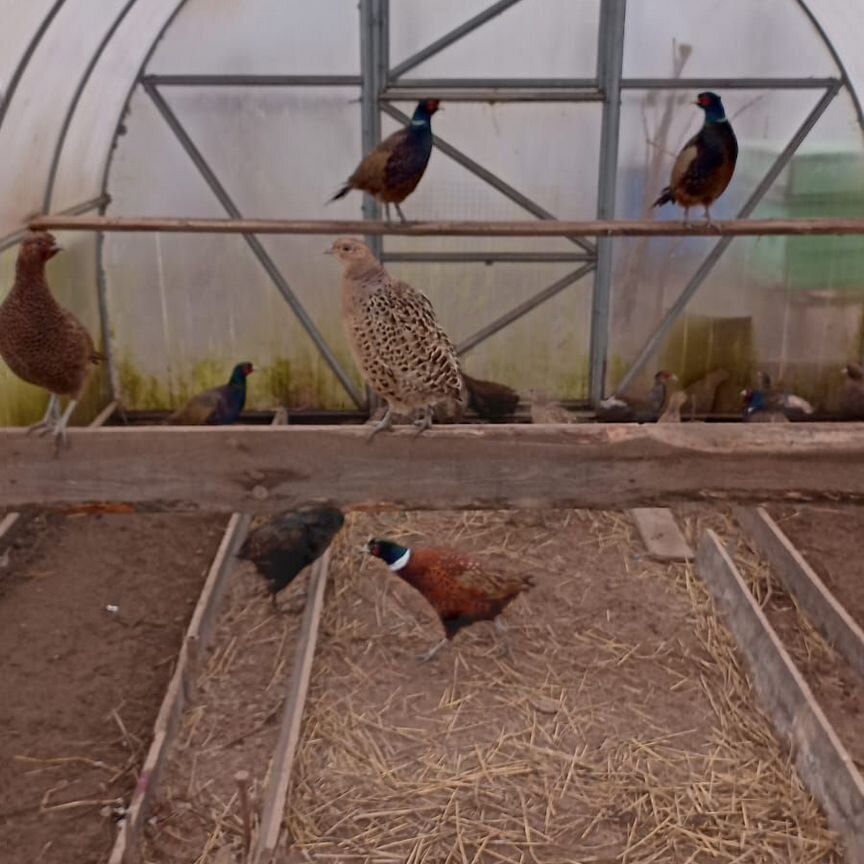 Продаются фазаны