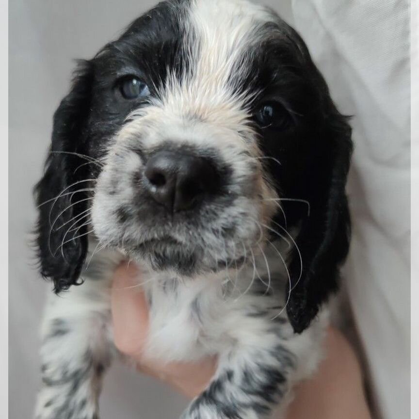 Русский охотничий спаниель щенки