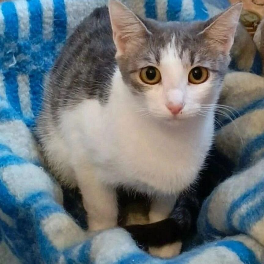 Кошка