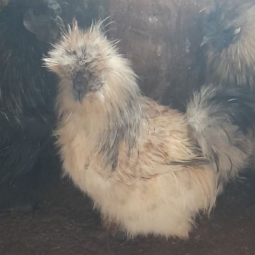 Петухи Китайские пуховые