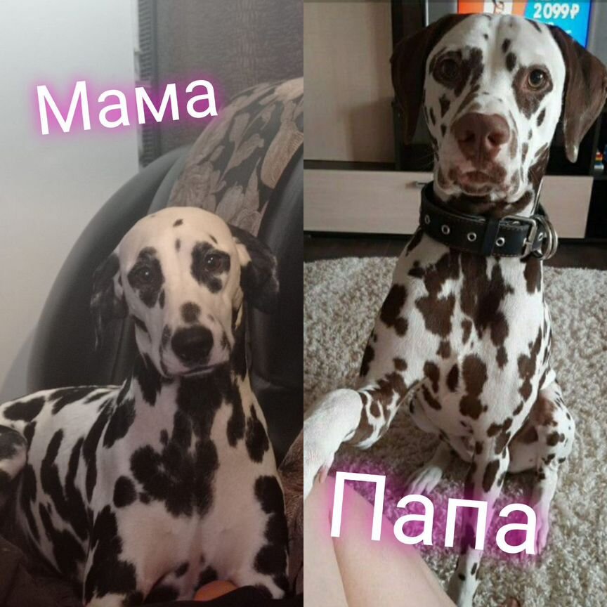 Далматинчики