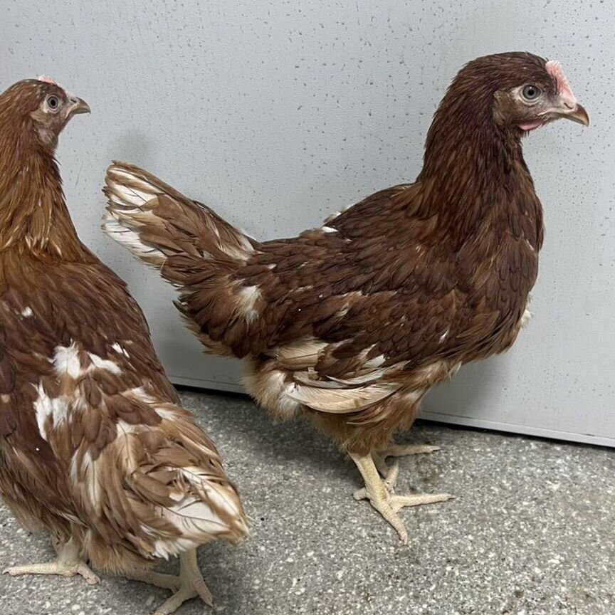 Молодки рыжие