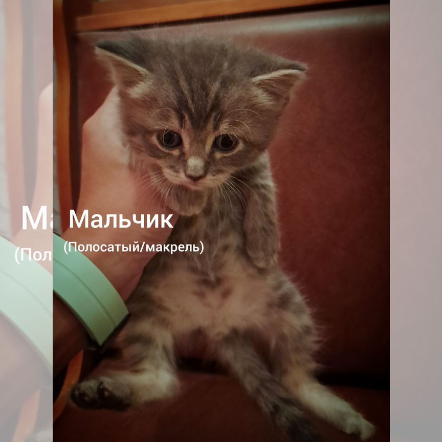 Котята Британской породы