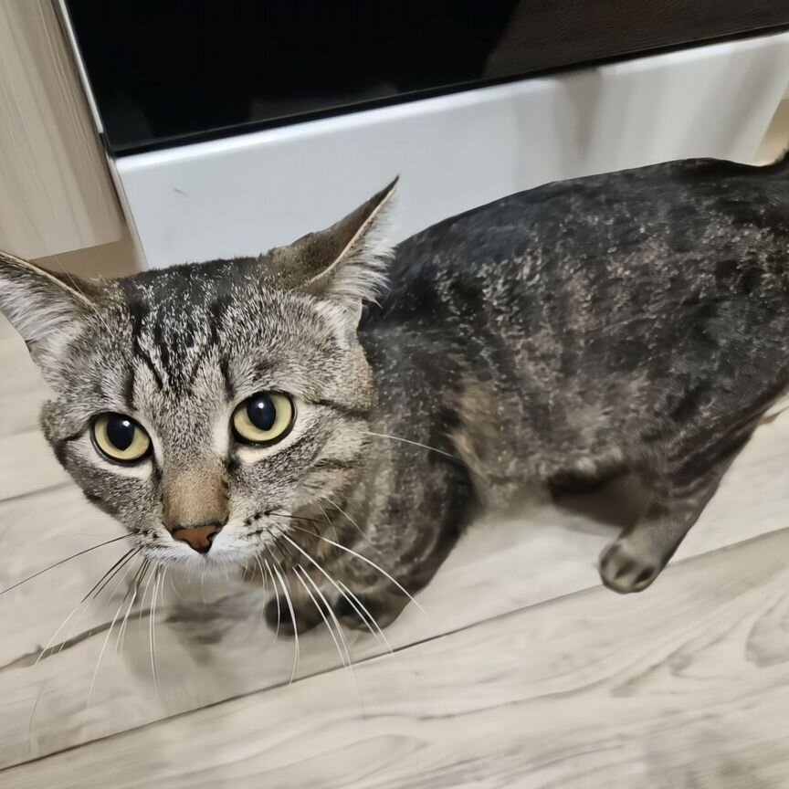 Взрослый кот в добрые руки