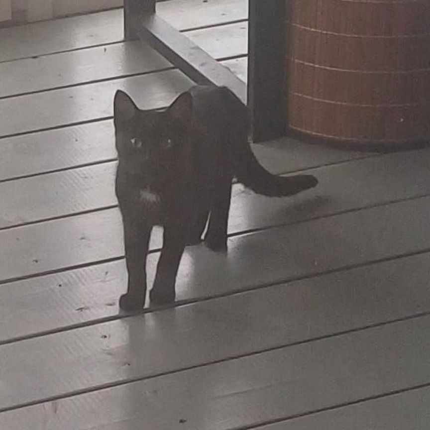 Кот/кошка черная