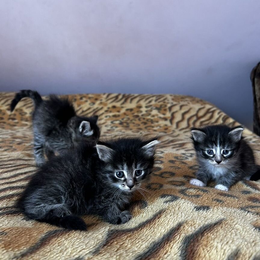 Котята ищут дом родились 12.02.2025