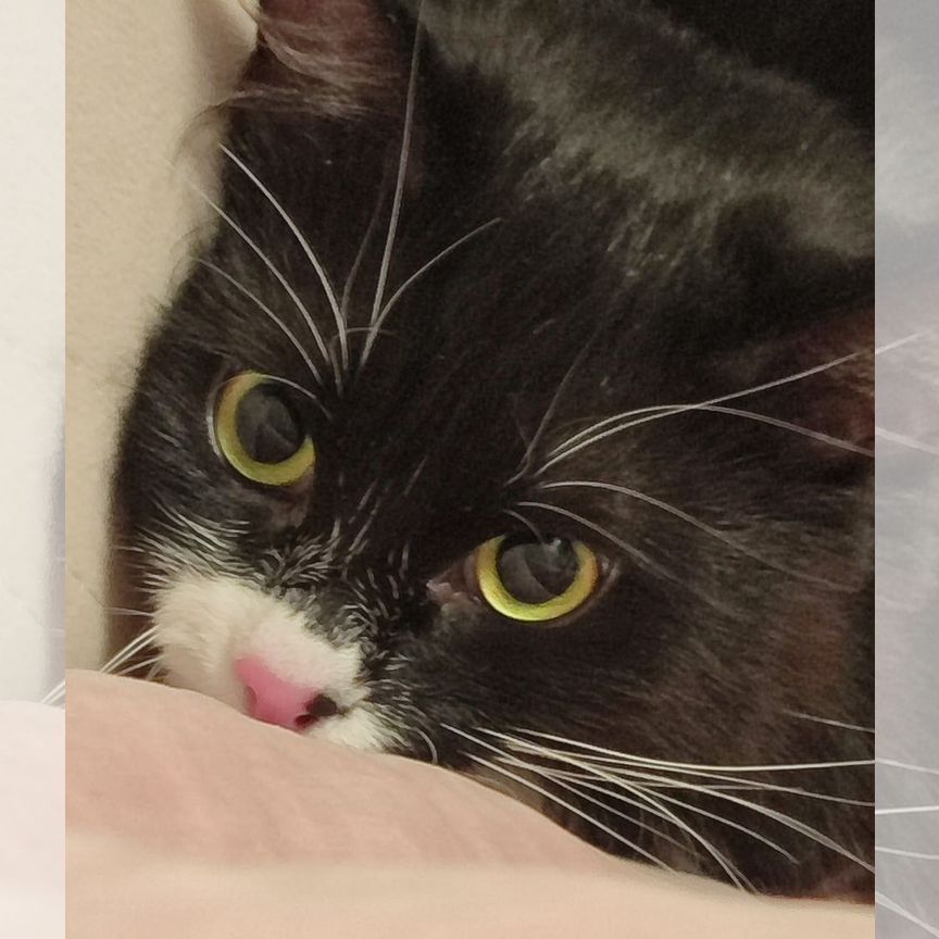 Мэнкс котёнок