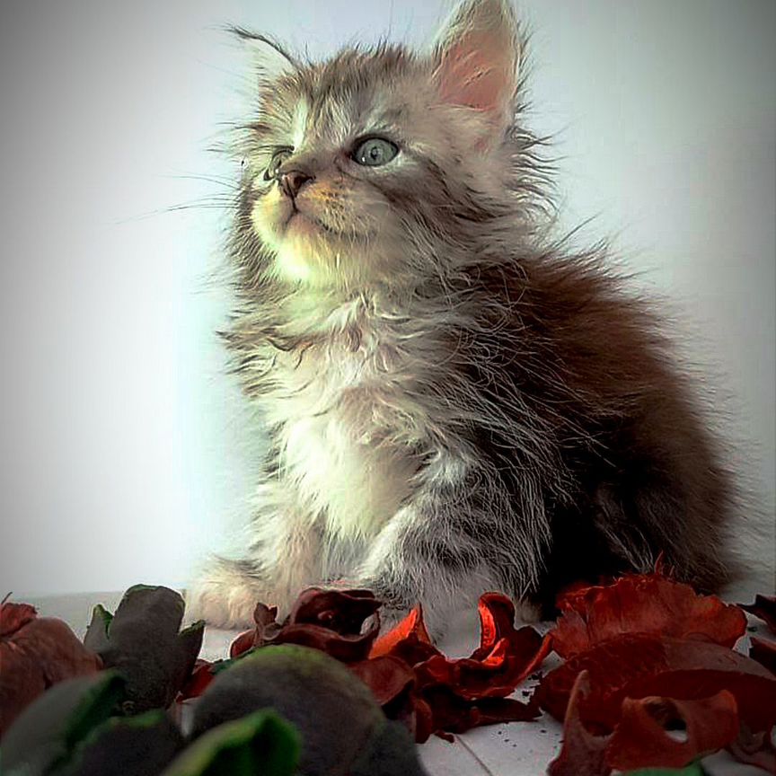 Котята мейн-кун