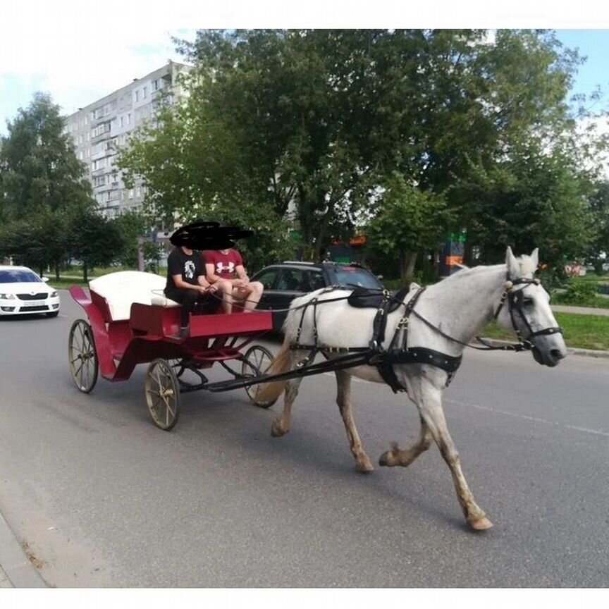 Карета для лошади и упряжь