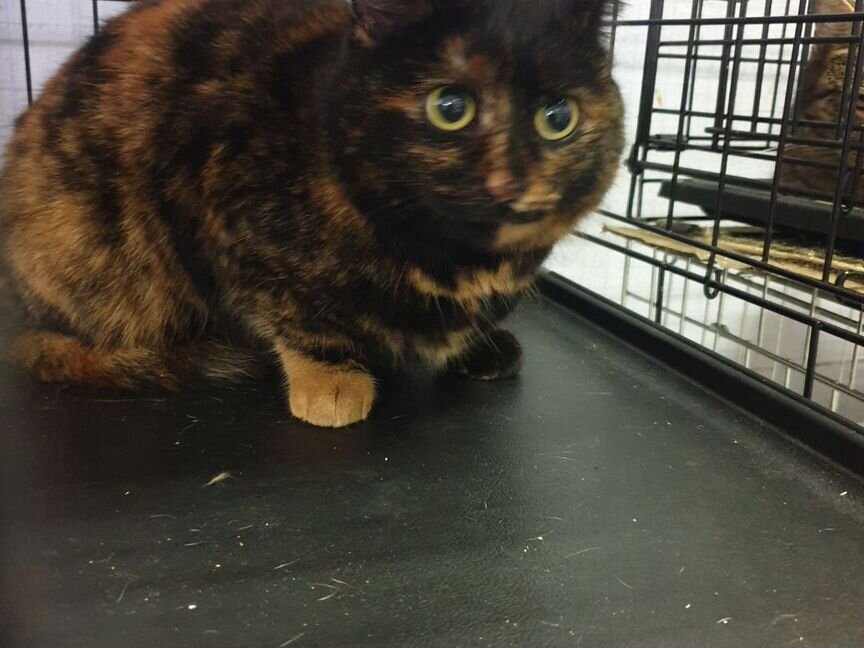 Кошечка в добрые руки