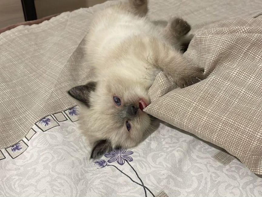 Сиамский котенок девочка
