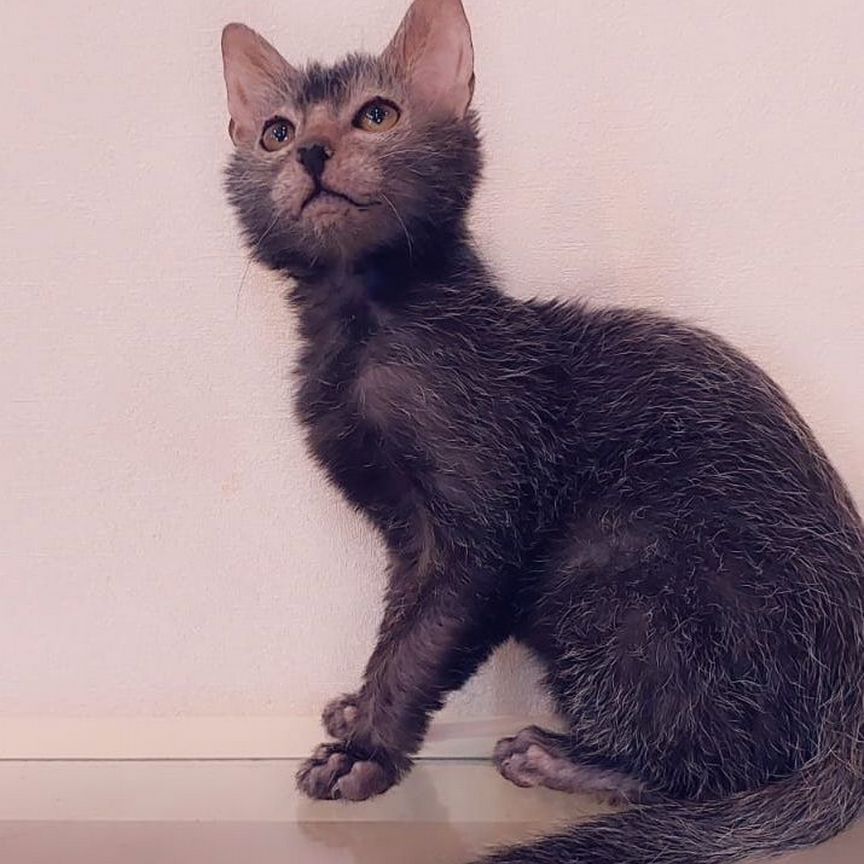 Ликой. Котенок