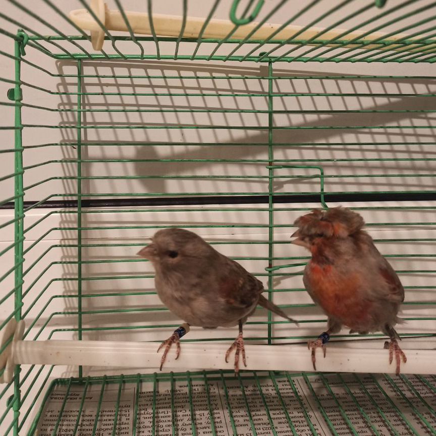 Кенара и канарейки