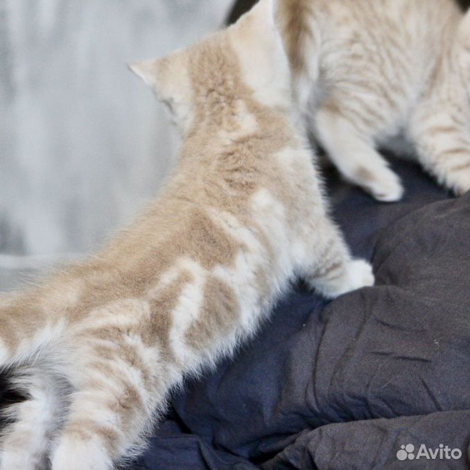 Британские котята редкого окраса