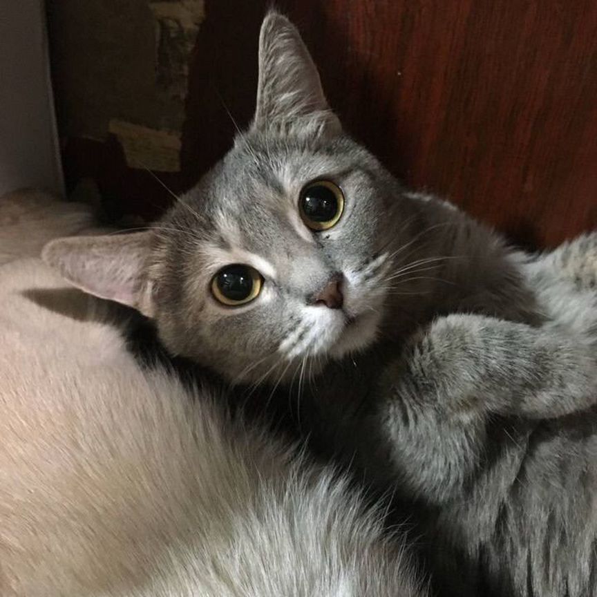 Кошчеки и котик в добрые руки