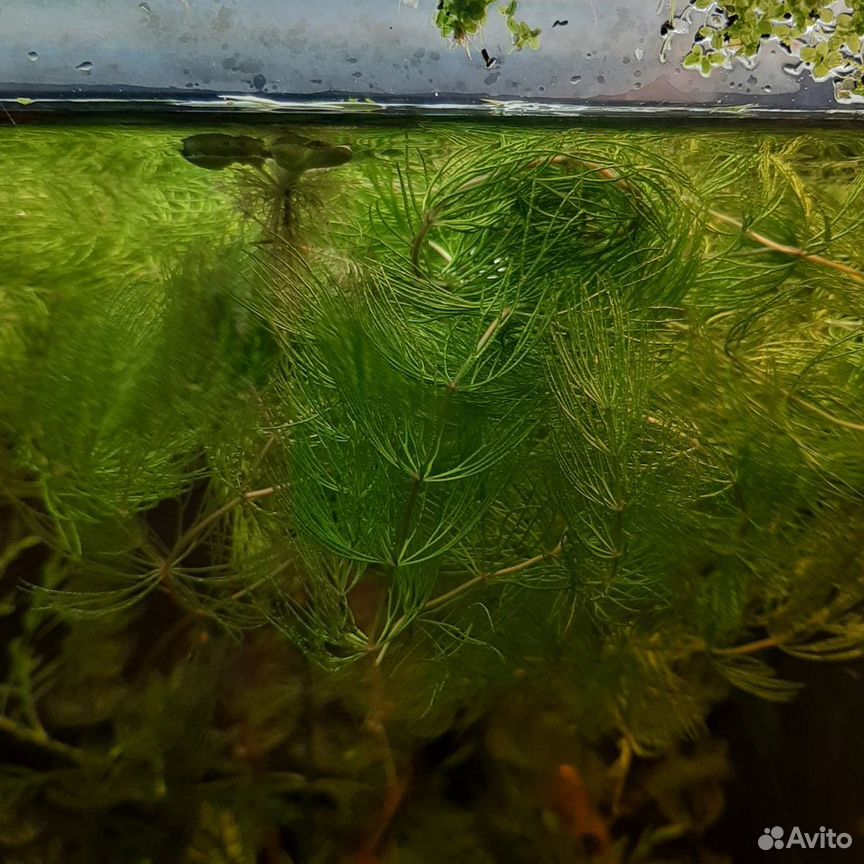 Аквариумные растения-амбулия,гигрофила