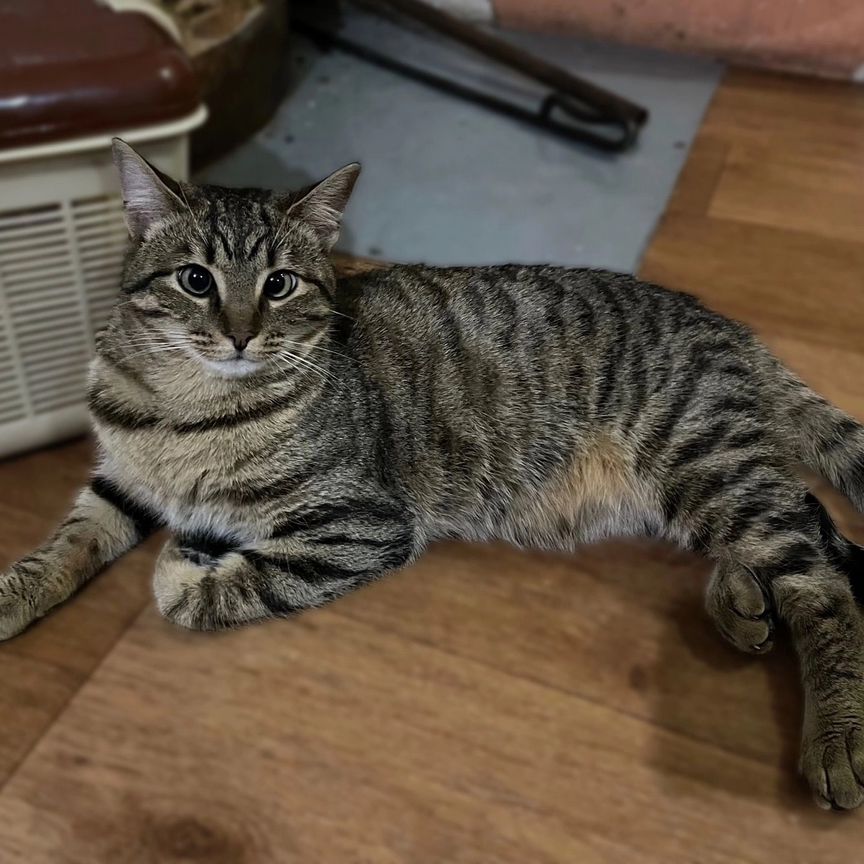 Котёнок ищет дом