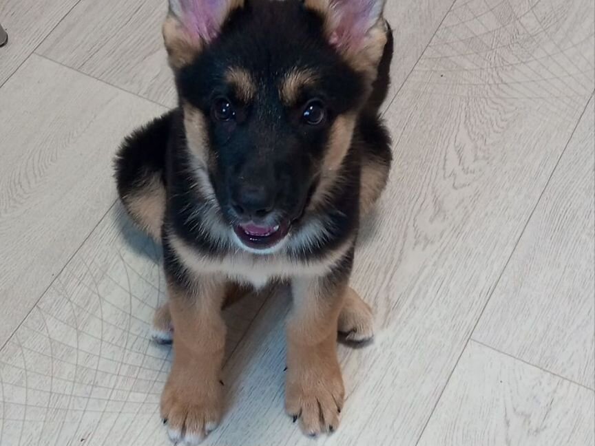 Метис немецкой овчарки и лайки