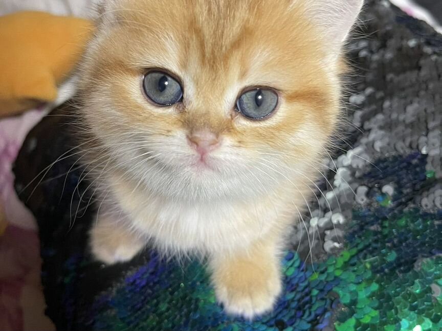 Золотой тикированный котенок