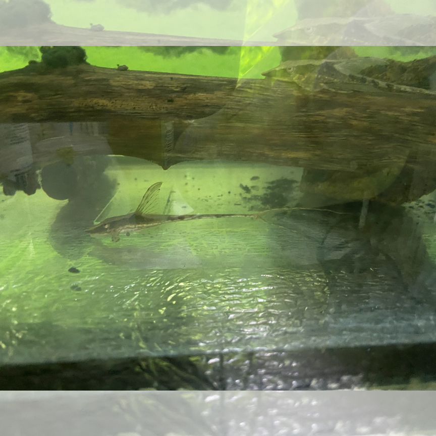 Стурисома панамская мальки