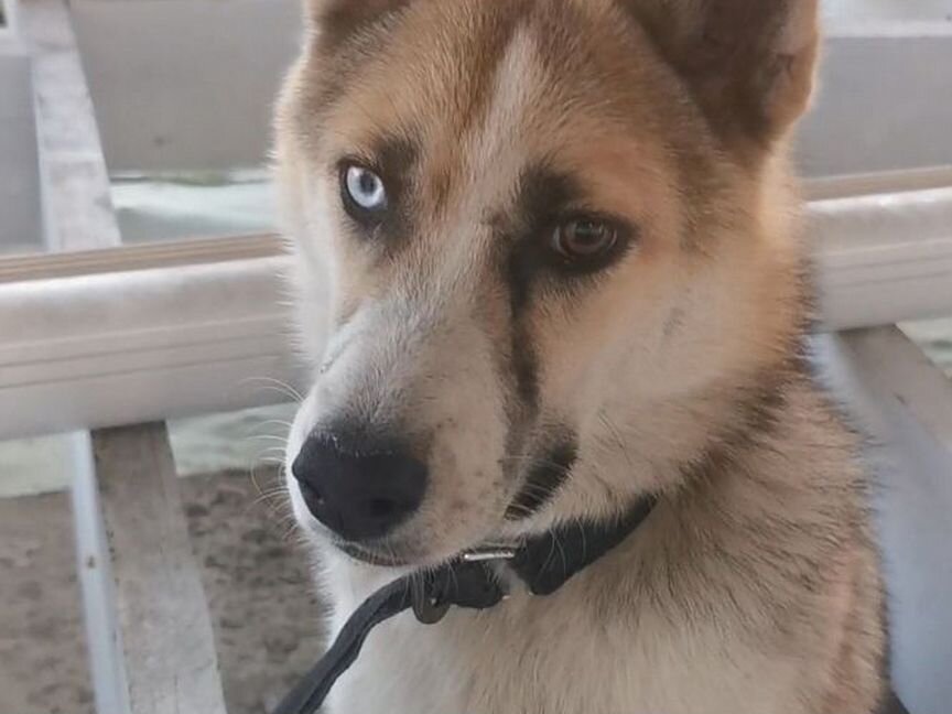 Найден щенок лайки