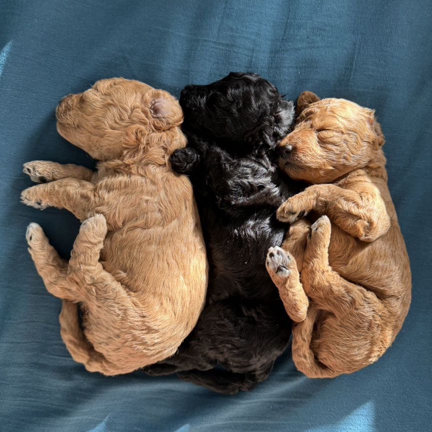 Щенки карликового пуделя