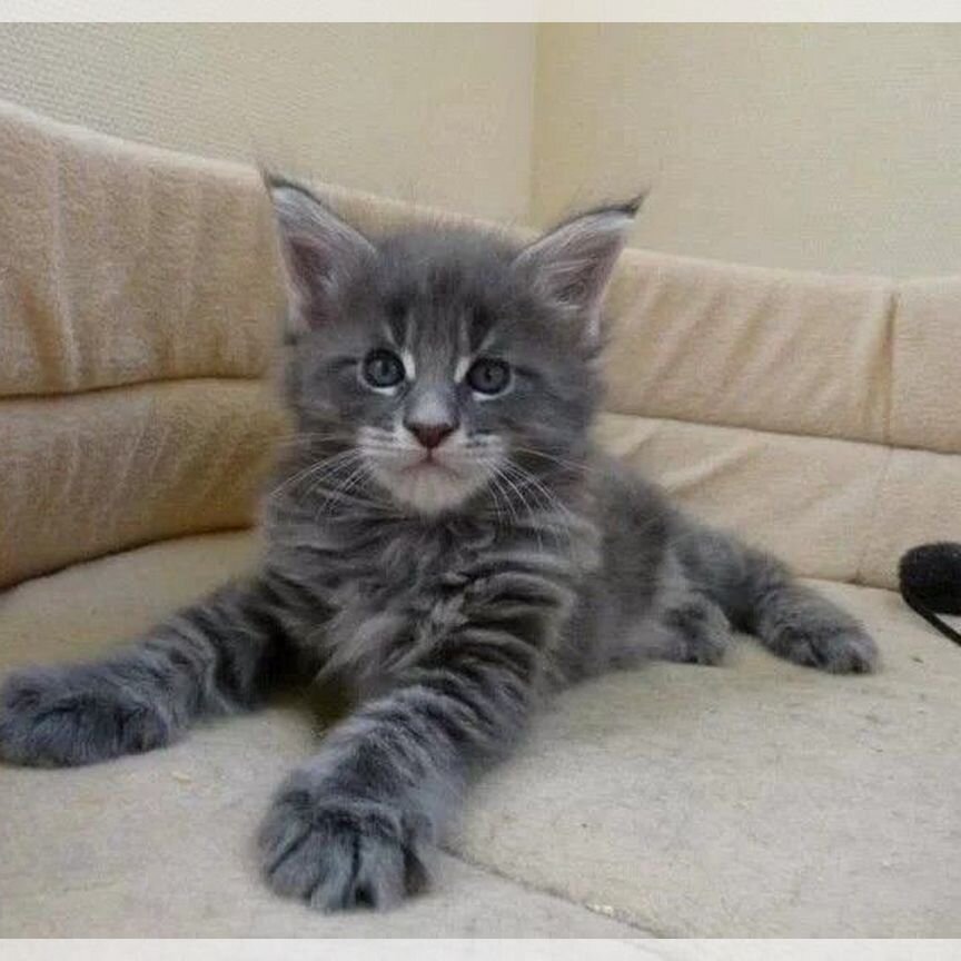 Мейн-кун котёнок