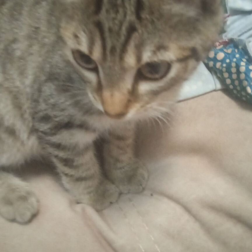 Отдам котенка 3 мес