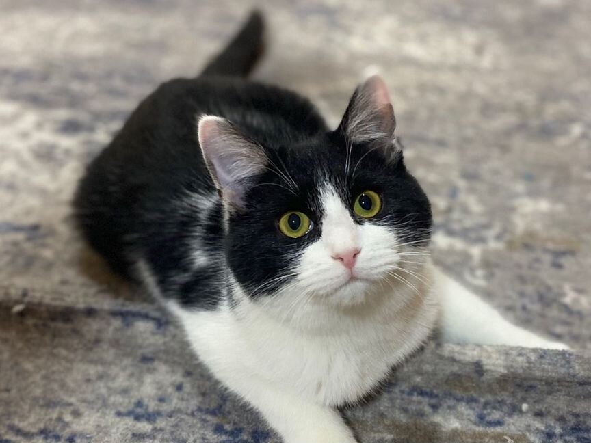 Добрый и ласковый котенок мальчик черно белый