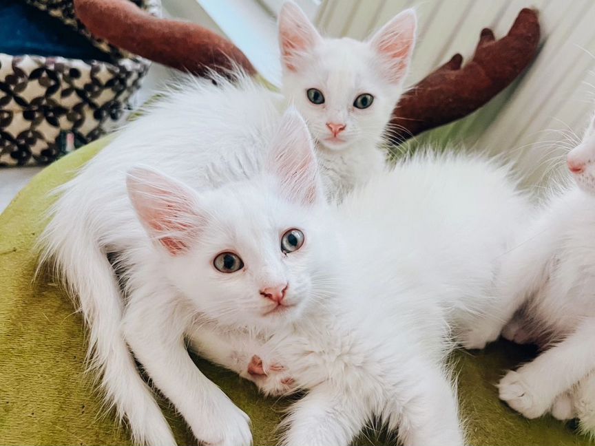 Белые ласковые котята