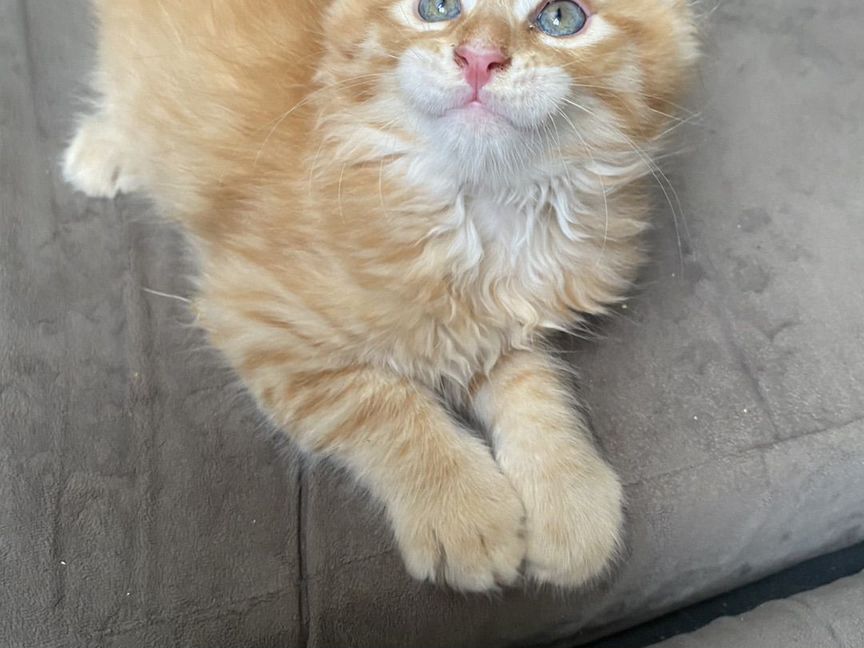 Котята мейн-кун