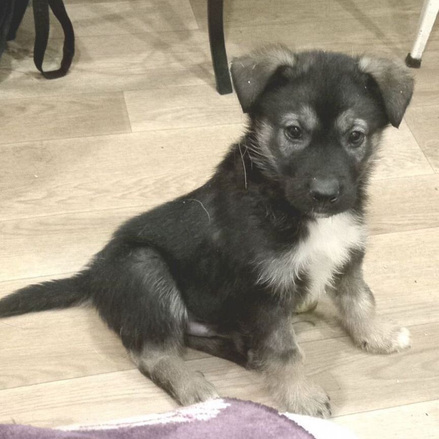 Щенок в добрые руки