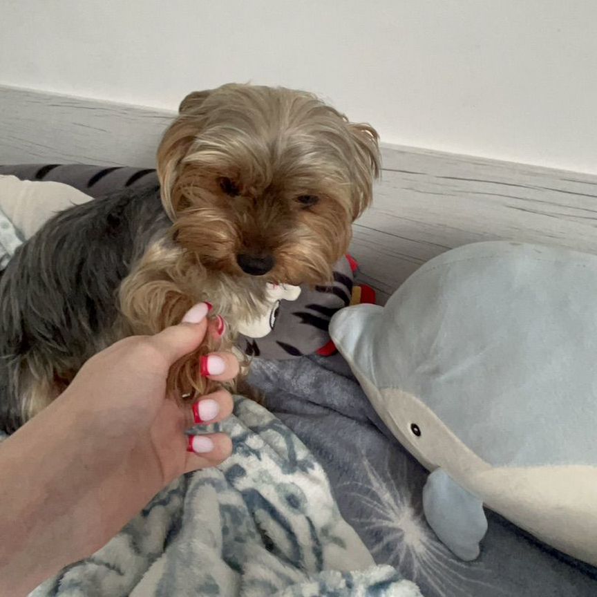 Йоркширский терьер