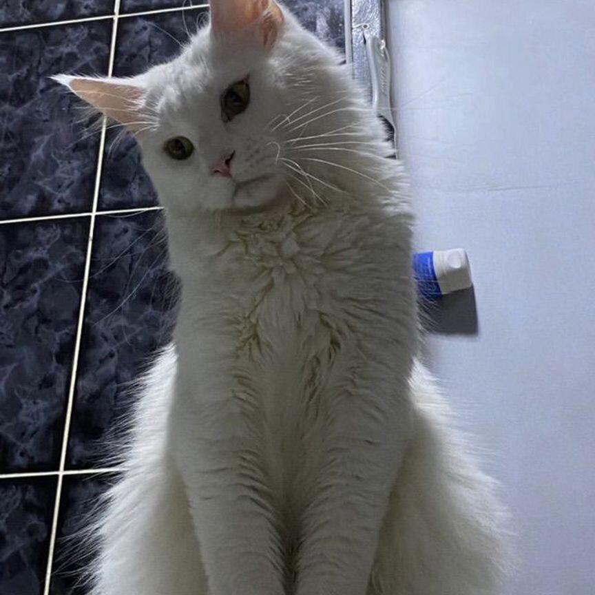 Отдам кошку (майкун ) 2 года