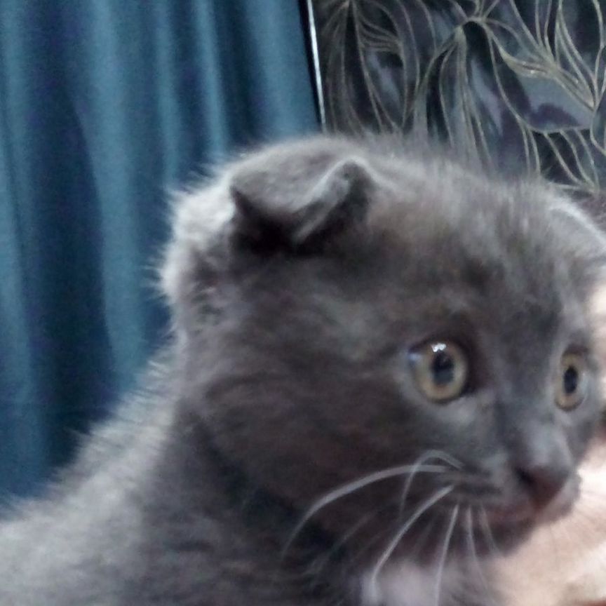 Шотландская вислоухая