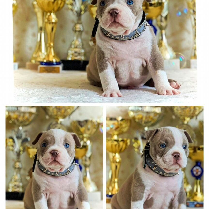 Премиум качество булли