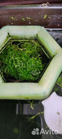 Риччия ведёрко