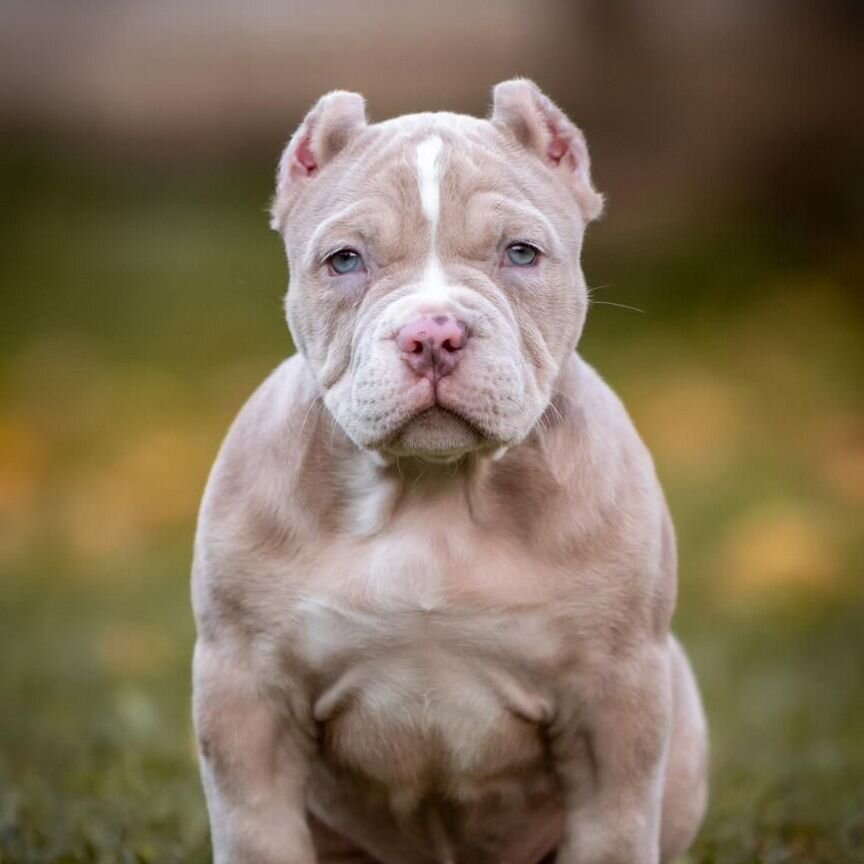 Американский булли девочка