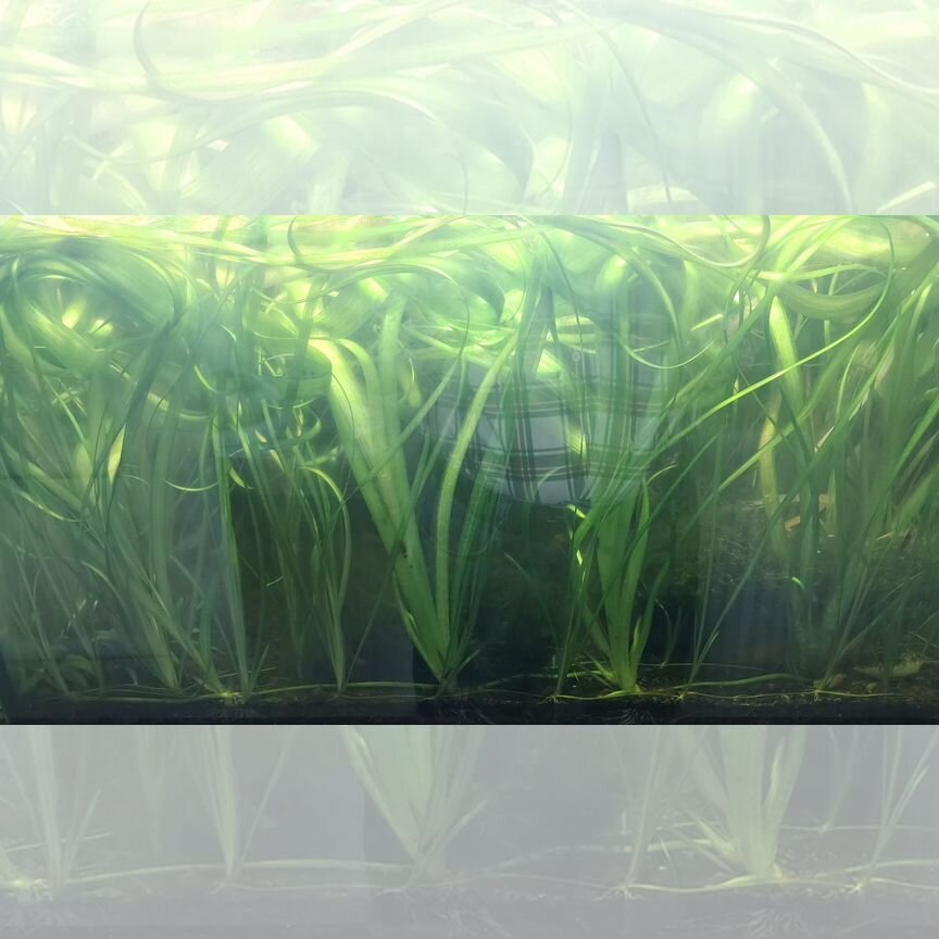 Аквариумные растения отдам