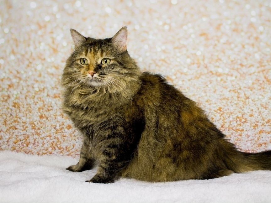 Пушистая кошечка Зайка в добрые руки