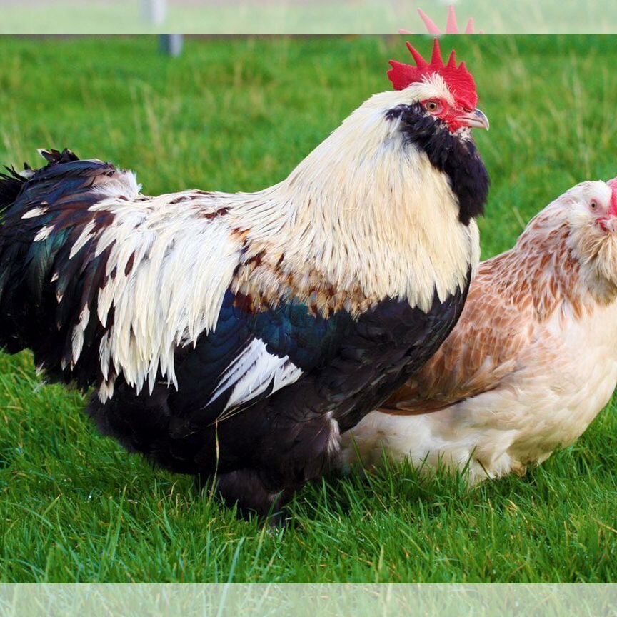 Семьи : фавероль лососевая, орпингтон палевый