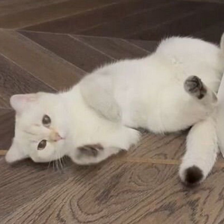 Шотландская кошка