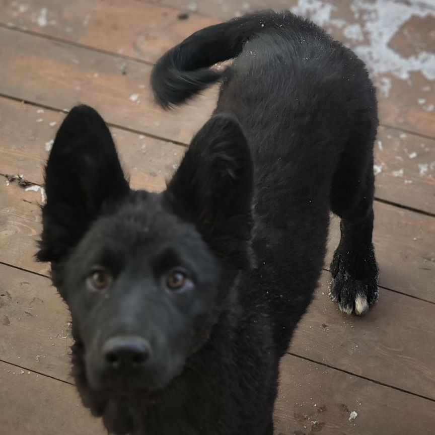 Утонаган, щенок