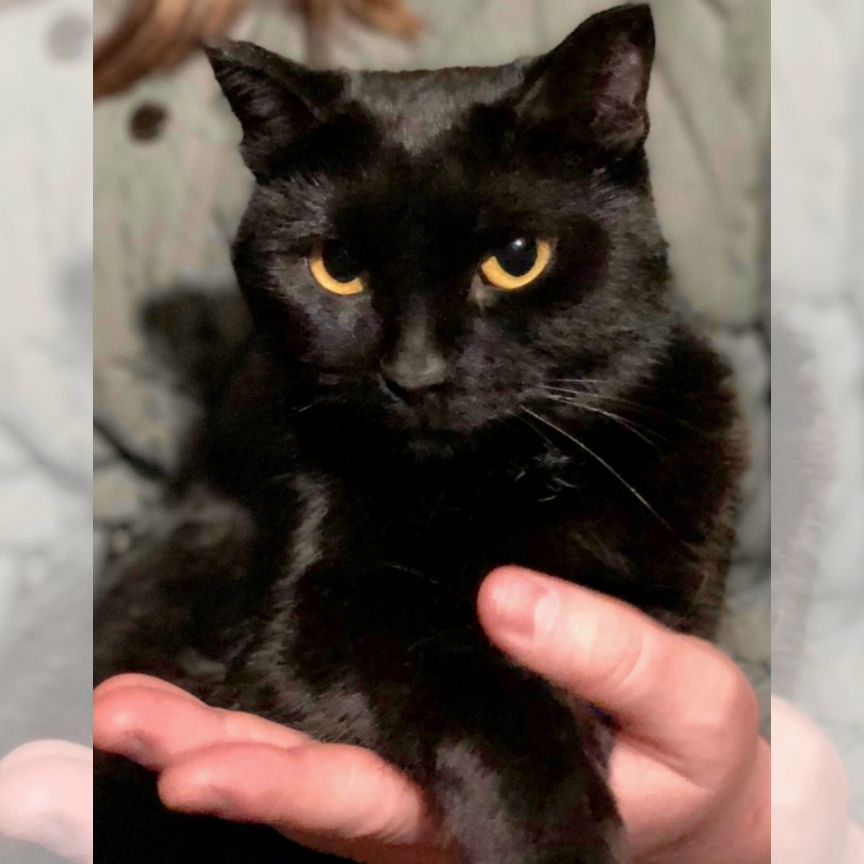 Взрослая, кошка в добрые руки