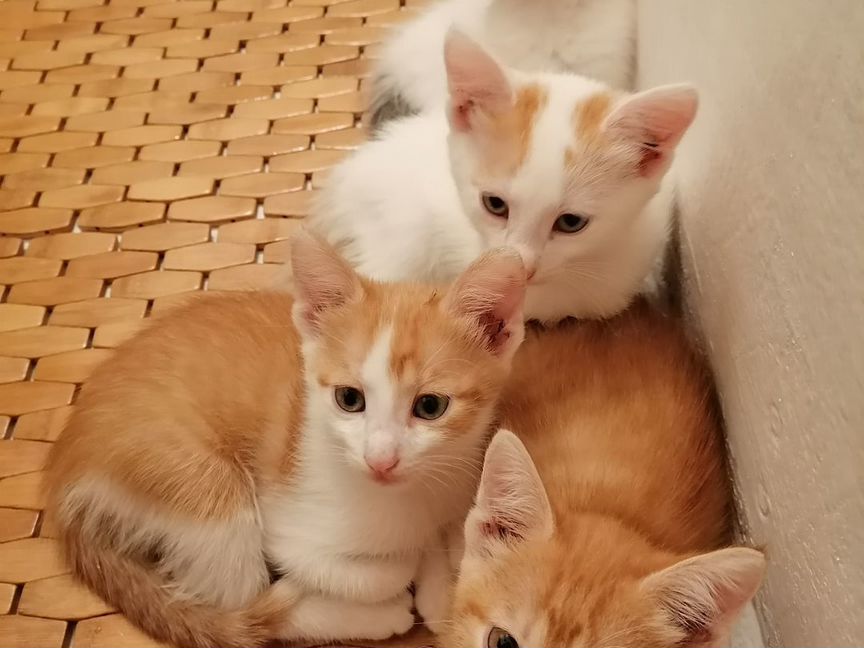 Котята в добрые руки