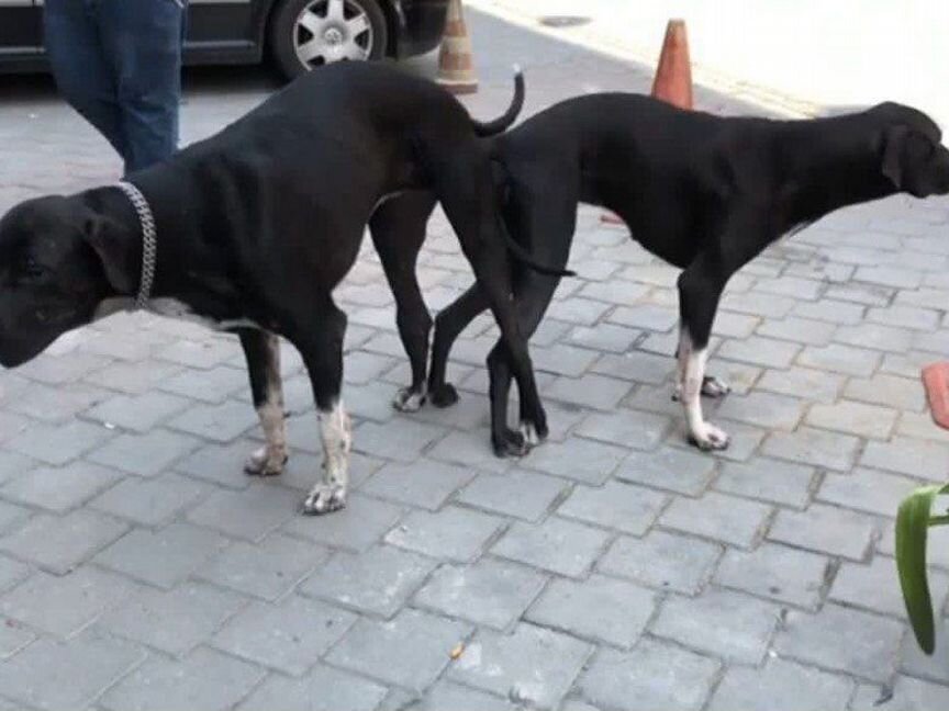 Булли кутта