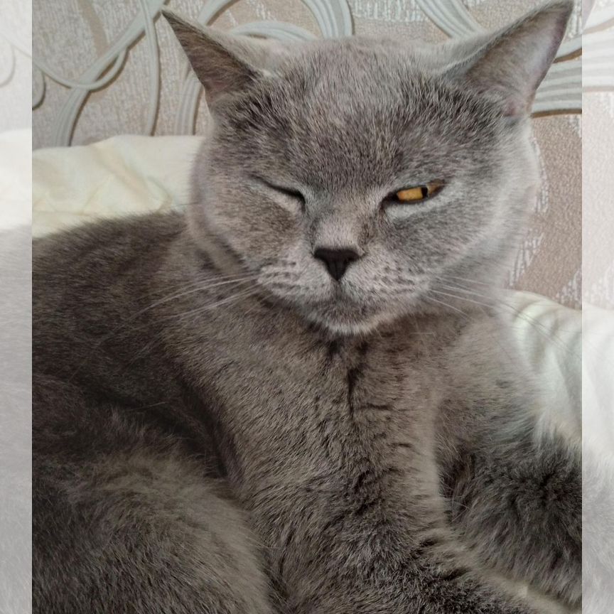 Шотландская голубая кошка. Страйт