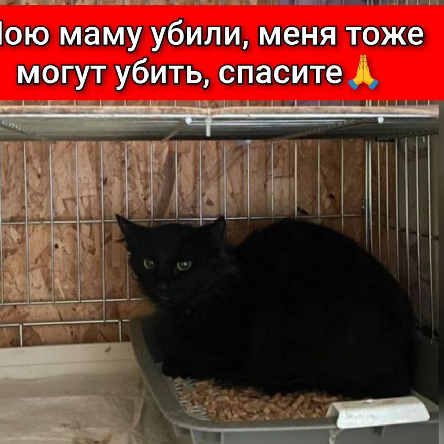 Котёнок в добрые руки
