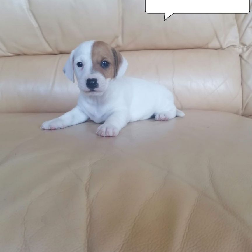 Сказочная девочка Джек Рассел терьер (с док)