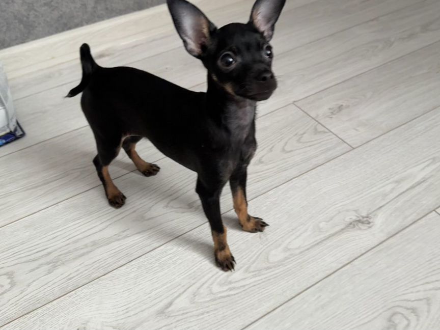 Той-терьер щенок